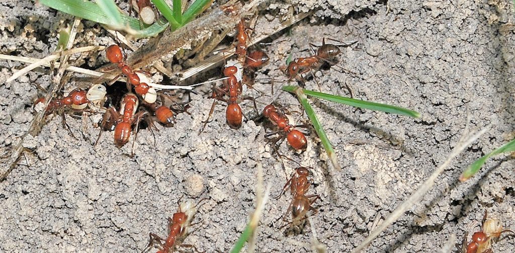 Formiche schiaviste - Il Tascabile