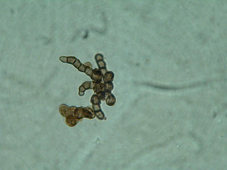 La vita, l’universo e l’astrobiologia - Il Tascabile