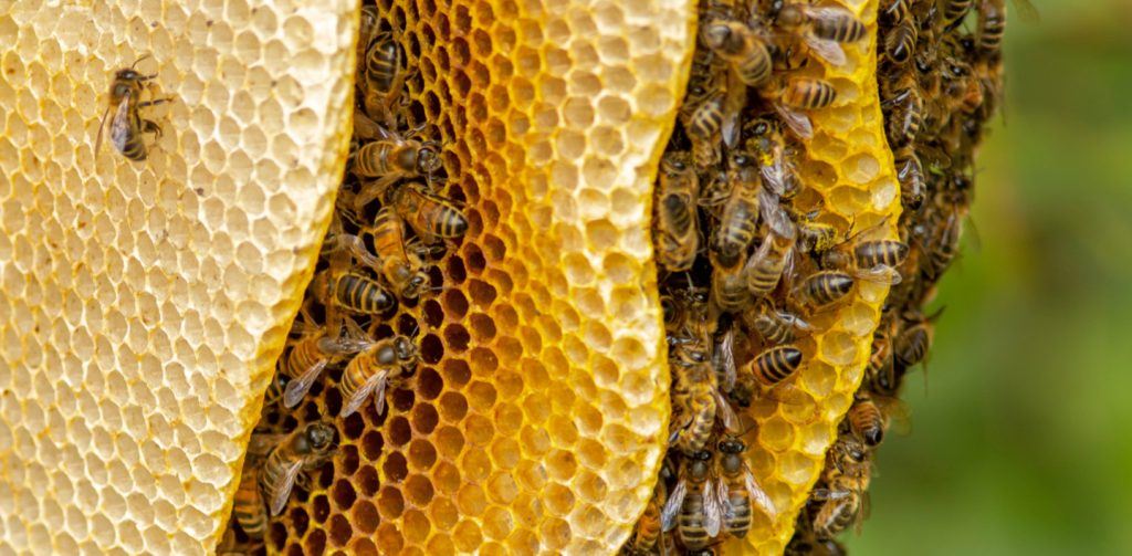 Le api di Venezia - Il Tascabile